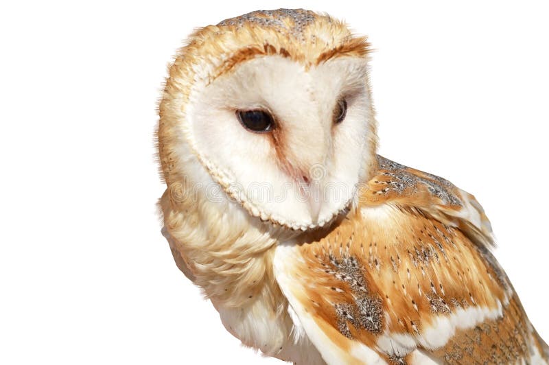 Barn Owl stock image. Image of background, bird, wildlife - 95280839