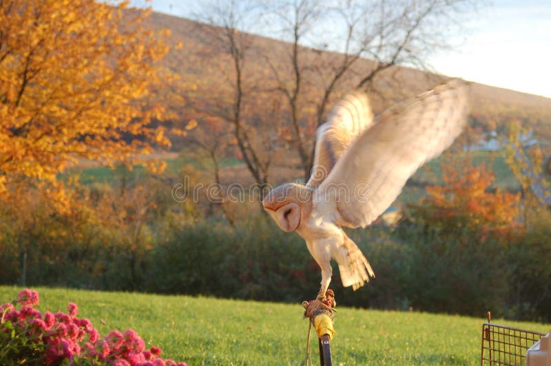Barn Owl wings open stock photo. Image of flapping, barn - 47394650