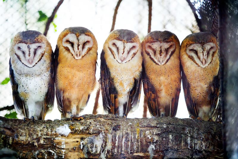 Barn Owls On Tree Branch Stock Photo - Image: 50005953