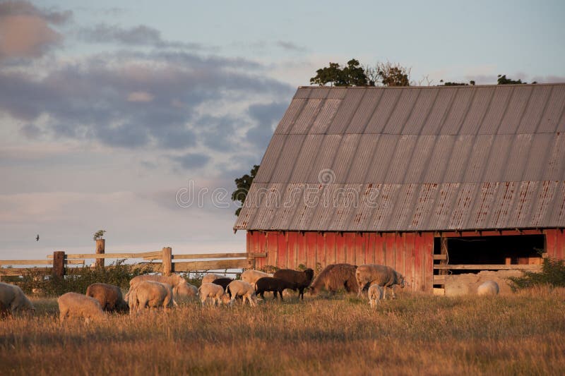 Barn and Sheep stock image. Image of field, america, feed - 50802229