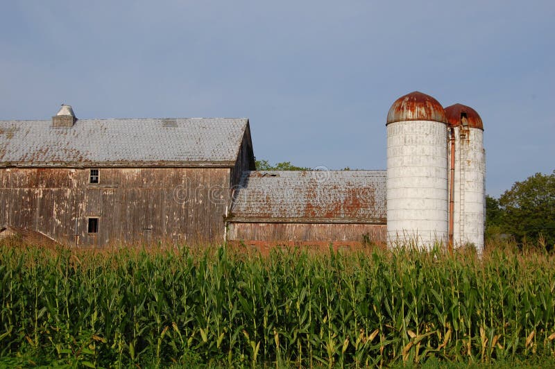 Corn In Barn Picture. Image: 2248008
