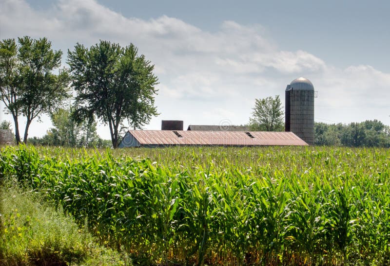 Barn and Silo in a Michigan Corn Field Stock Image - Image of ...