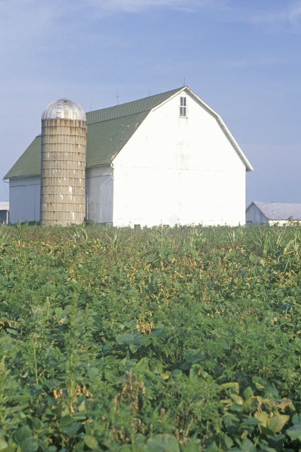 Corn Field in Front of Red Barn Stock Photo - Image of features ...