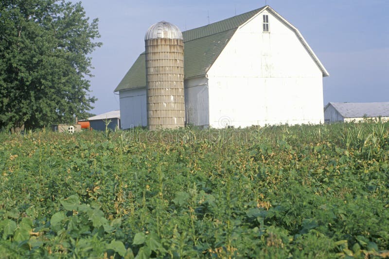 Corn Field in Front of Red Barn Stock Photo - Image of features ...