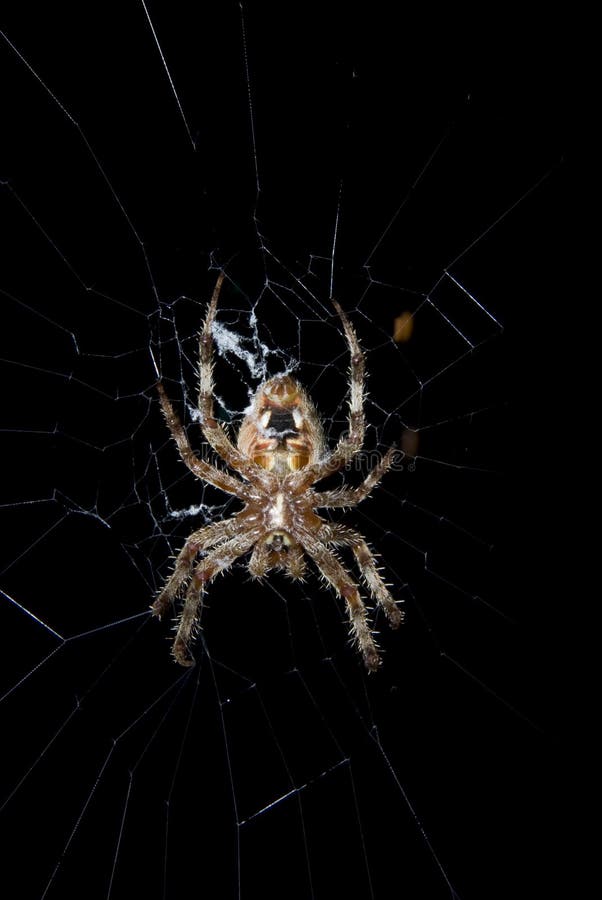 Barn spider at night stock image. Image of nature, environment - 183101517