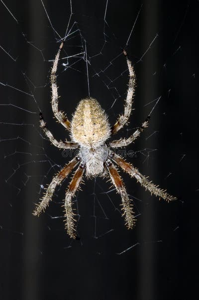 Barn Spider on Web stock image. Image of hairs, creepy - 28325923
