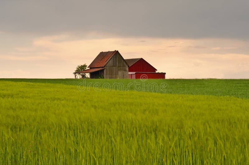 Lavender Farm and red barn stock image. Image of lavender - 5333919