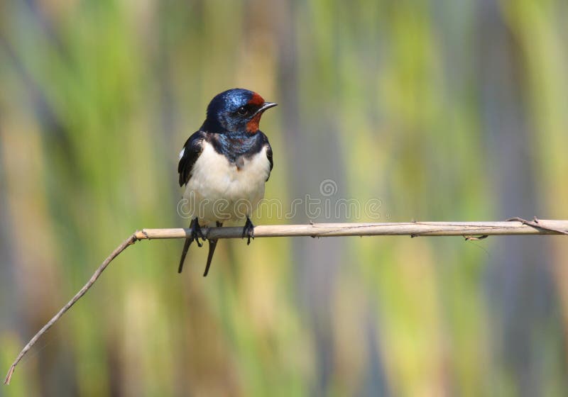 Barn Swallow stock photo. Image of park, colors, garden - 13477690
