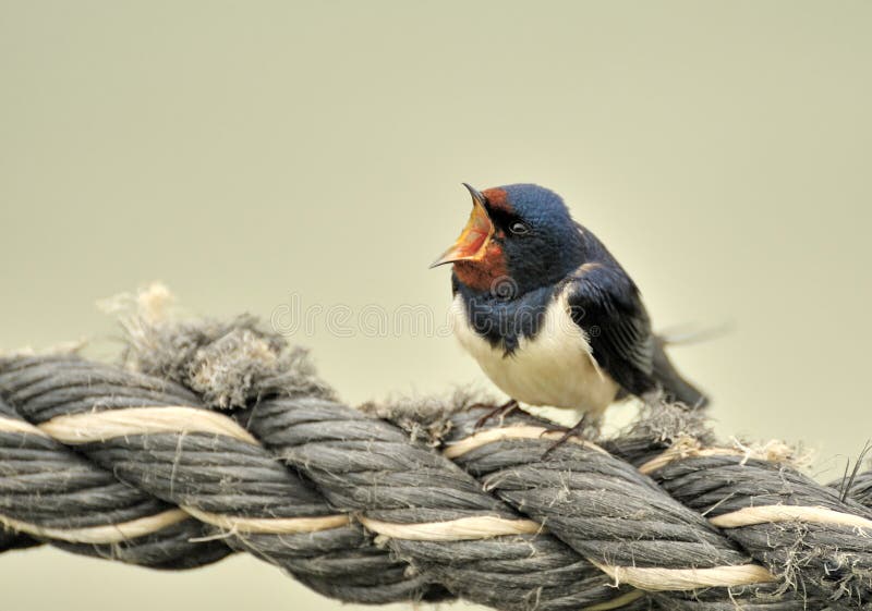European swallow stock image. Image of bird, animal, swallow - 20032925