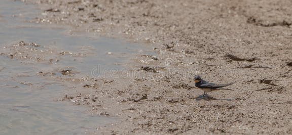 Barn Swallow stock image. Image of detailed, colors, european - 27413597