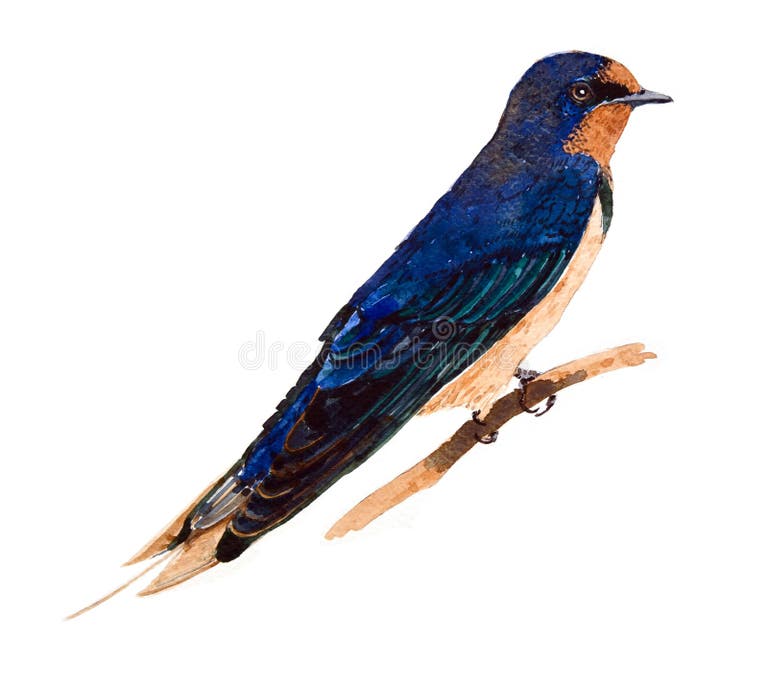 Barn Swallow Stock Illustrations – 481 Barn Swallow Stock Illustrations ...