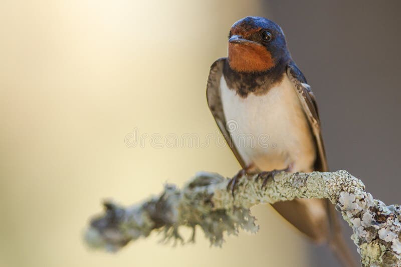 Barn Swallow stock photo. Image of native, avian, beauty - 21864880