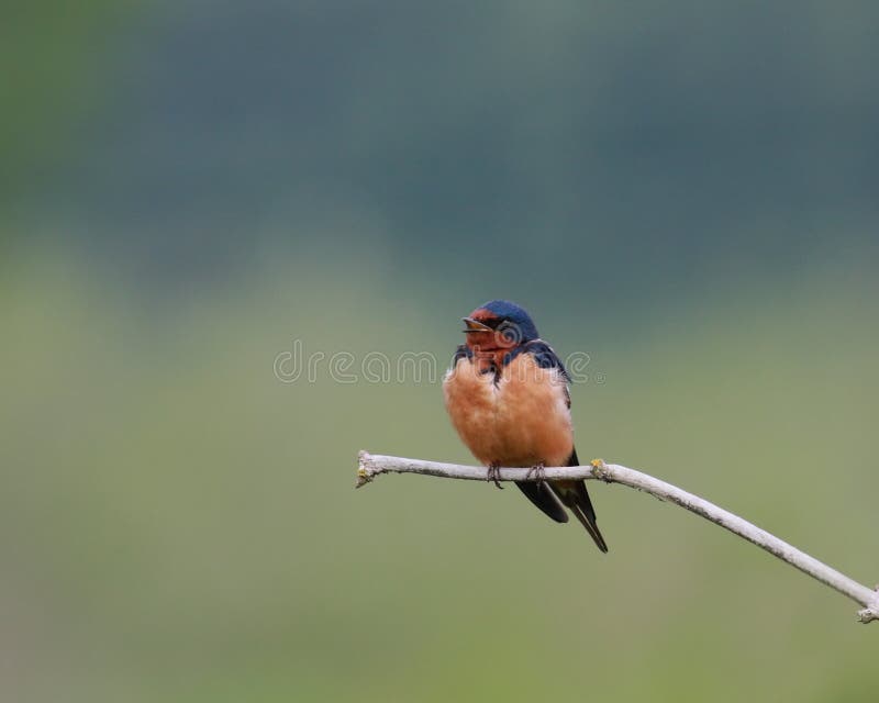 Barn swallow stock photo. Image of talking, hirundo, beak - 5258576