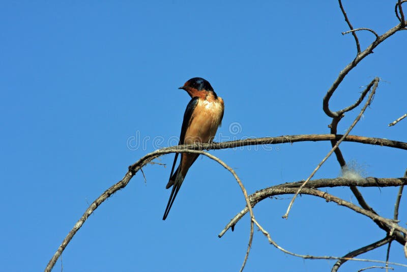Barn Swallow stock image. Image of ornithology, open, animal - 5500385
