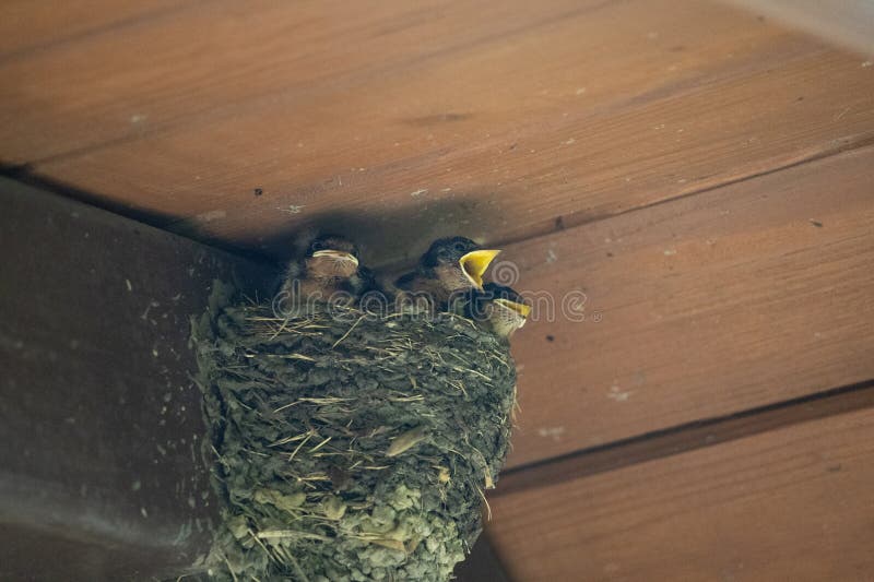 Barn Swallow Babies Waiting for a Feeding Stock Image - Image of baby ...
