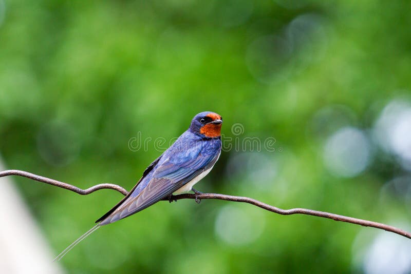 Barn Swallow Beautiful Wild Bird Stock Image - Image of charming ...