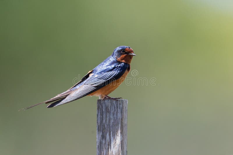 Swallow Bird on Tree Branch Stock Image - Image of wild, rustica: 99215387