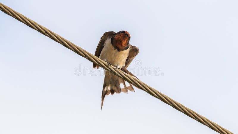 Barn Swallow Bird Close-up on a Telephone Wire Stock Photo - Image of ...