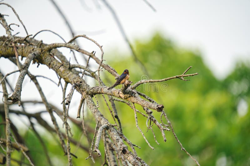 Barn Swallow Bird Perched among Bare Branches Stock Photo - Image of ...