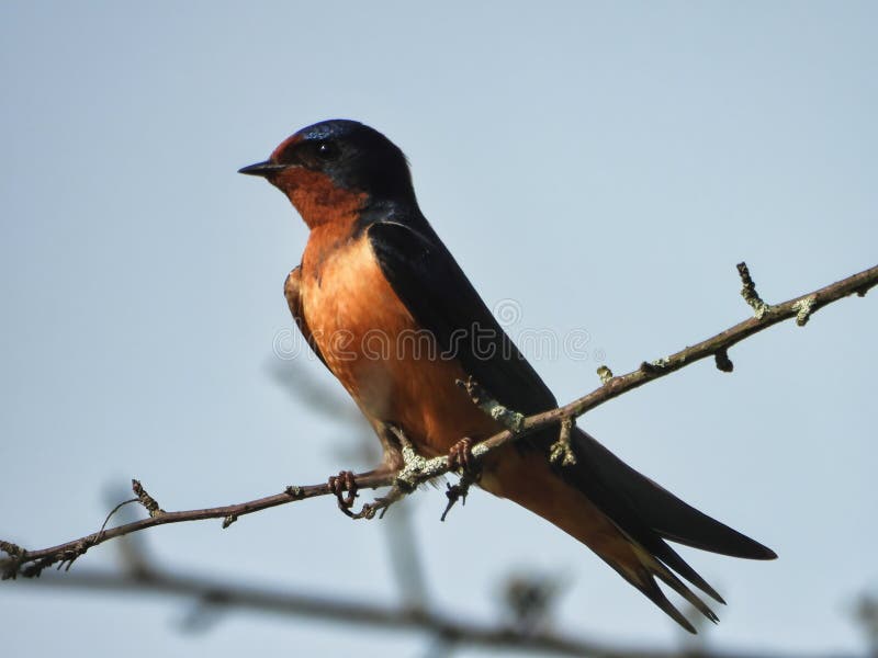 Barn Swallow Bird Perched on a Tree Branch with Blue Sky in Background ...