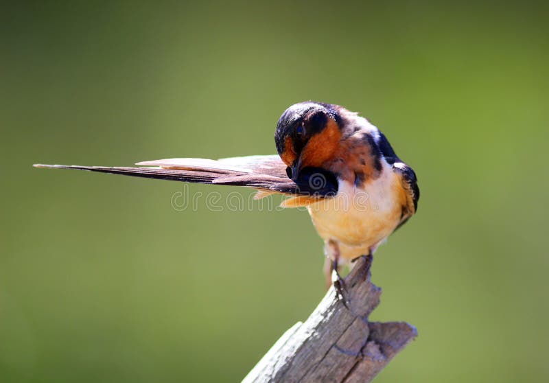 Swallow Bird on Tree Branch Stock Image - Image of wild, rustica: 99215387
