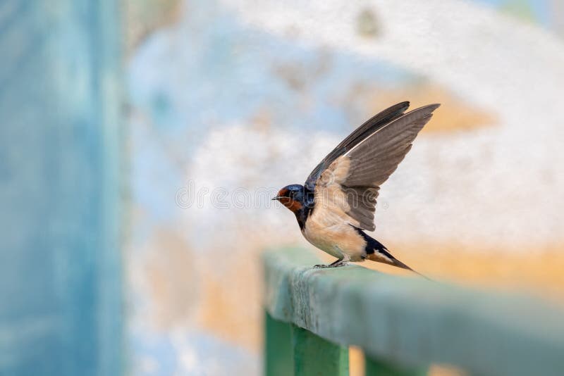 Barn Swallow with Spread Wings Stock Image - Image of nature, beautiful ...