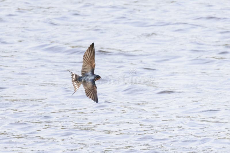 Barn Swallow bird stock photo. Image of wing, bird, animal - 280711604