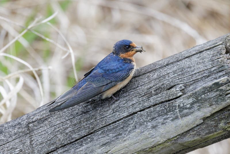 A Barn Swallow (Hirundo Rustica) Flying through the Sky Stock Photo ...