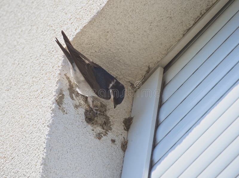 Barn Swallow Building Nest stock photo. Image of house - 183790658