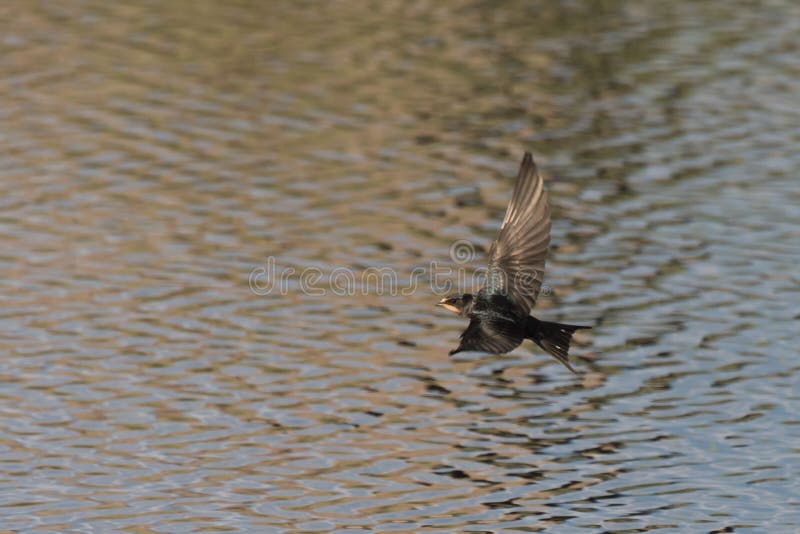 Barn Swallow Catching Insects Stock Photos - Free & Royalty-Free Stock ...