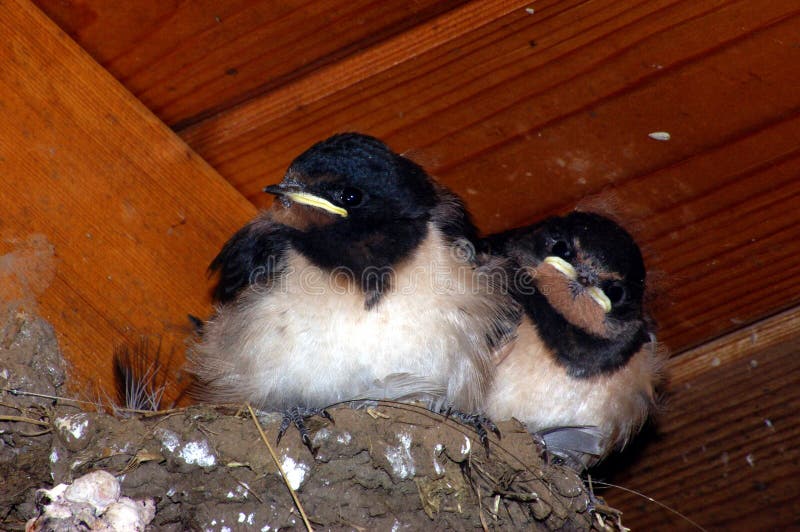 Barn Swallow Chicks 3 stock image. Image of nest, passerine - 50653763