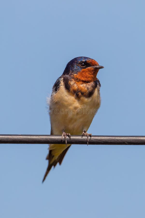Barn Swallow stock photo. Image of songster, feather - 46081742