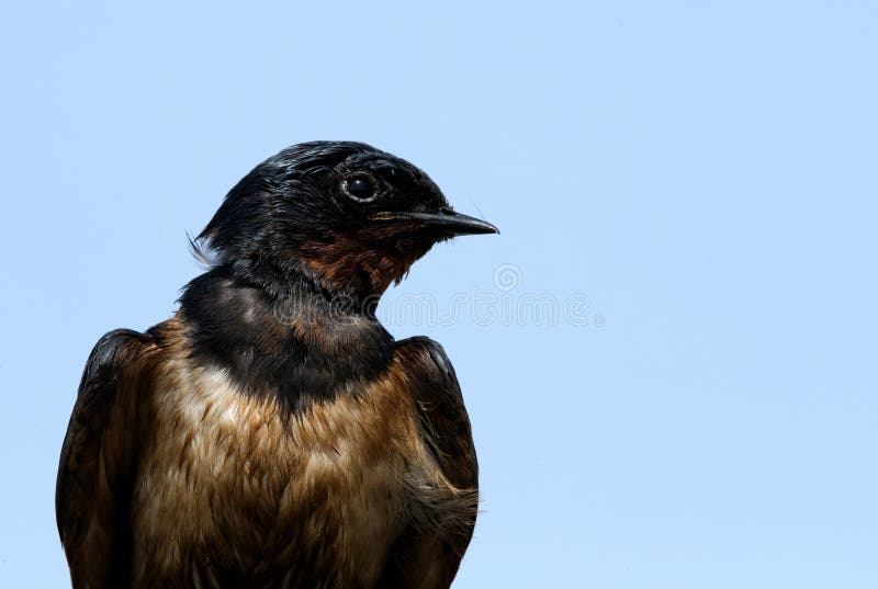 Barn Swallow Drenched in Oil Stock Photo - Image of hamala, feather ...