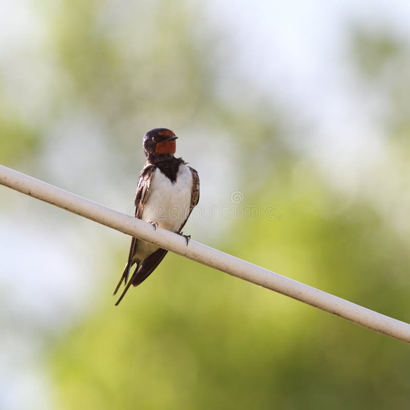 Barn Swallow on Electric Wire Stock Photo - Image of black, background ...