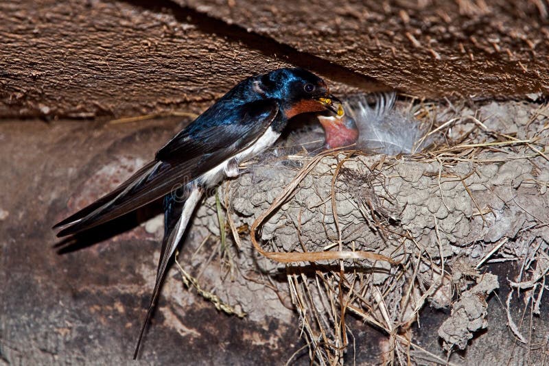Barn swallow family stock photo. Image of nature, feeding - 32755786