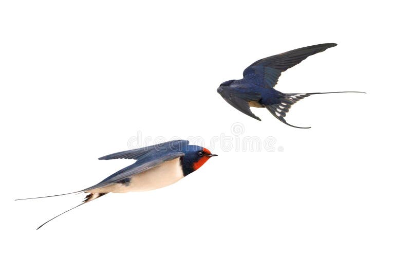 Barn Swallow in Flight Phases on White Background Stock Image - Image ...