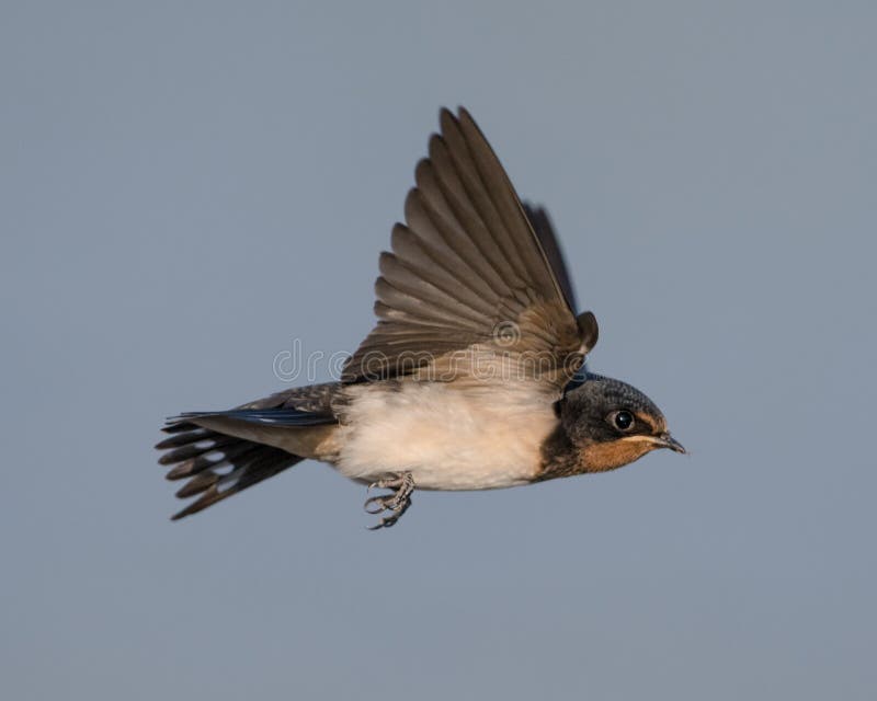 Barn Swallow Feeding Youngsters Stock Image - Image of wings, micro ...