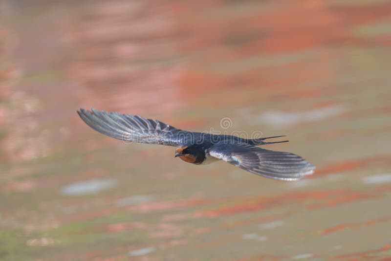 Barn Swallow Flying Over Water Reflections Stock Image - Image of ...