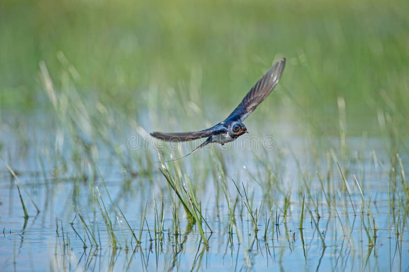 Barn Swallow Flying Over Wetland, Hirundo Rustica Stock Image - Image ...
