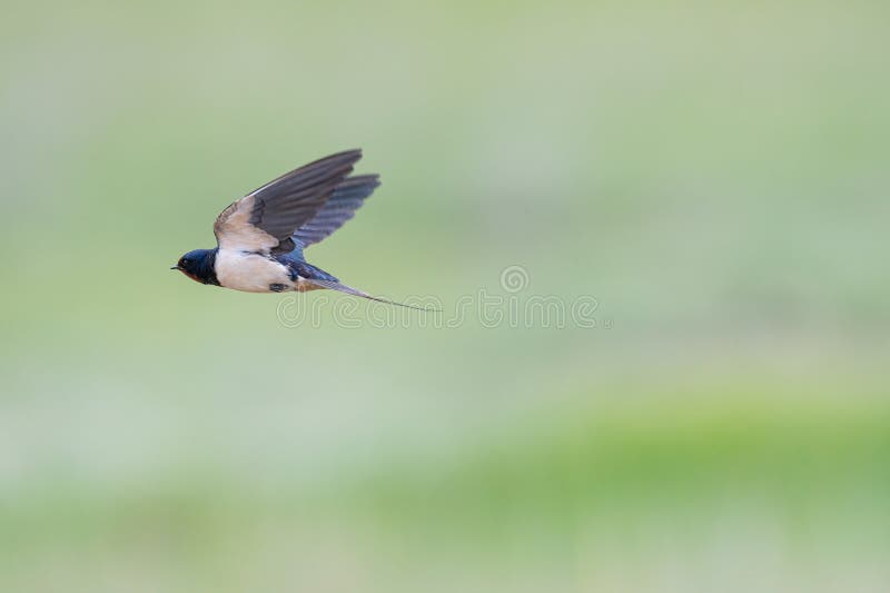 Barn Swallow Flying in the Sky, Hirundo Rustica Stock Image - Image of ...