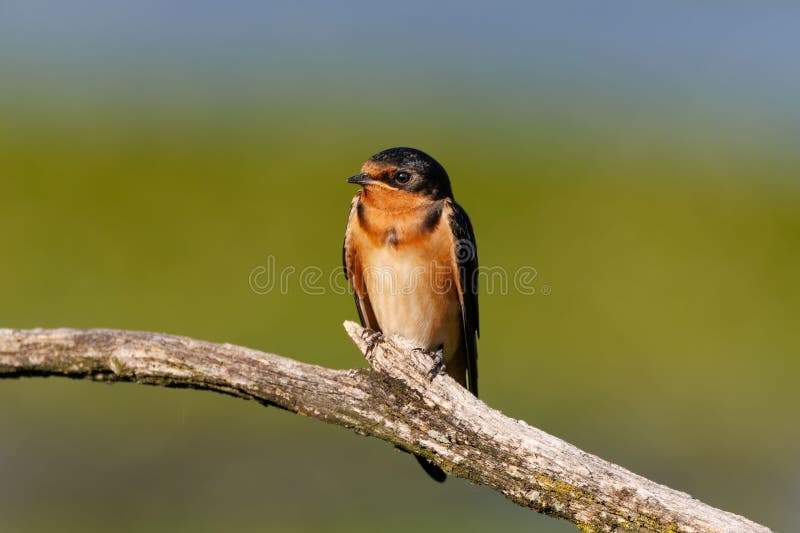 Barn Swallow (Hirundo Rustica) Bird Perched on a Tree Branch Stock ...