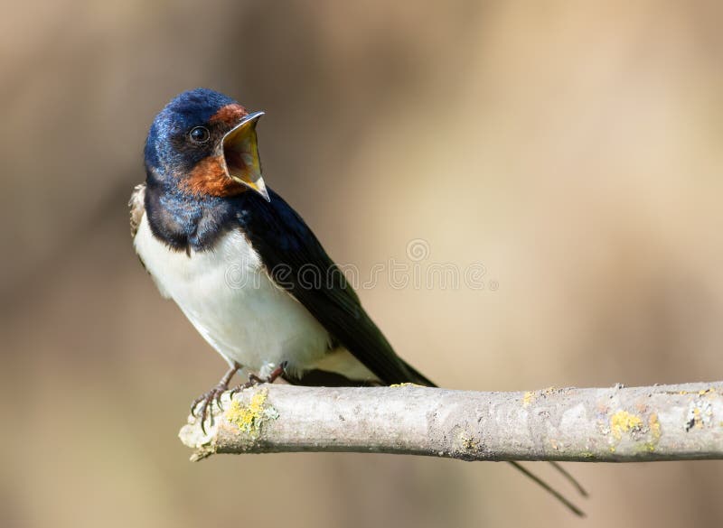 Barn Swallow, Hirundo Rustica. a Bird Sits on a Branch and Sings Stock ...