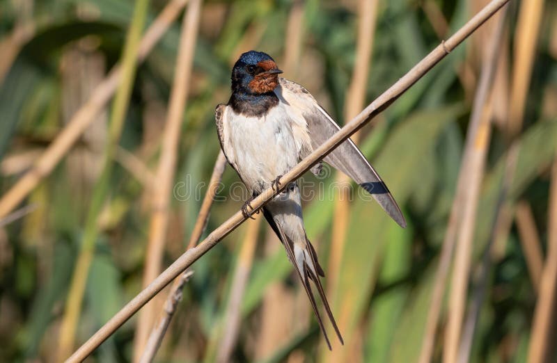 Barn Swallow, Hirundo Rustica. a Bird Sits on a Reed and Stretches Its ...
