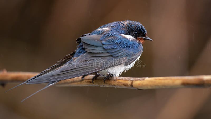 Barn Swallow, Hirundo Rustica. the Bird Sits on a Reed Stock Photo ...