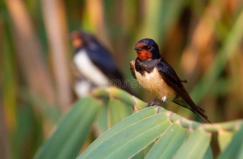 Barn Swallow, Hirundo Rustica. Birds Sitting on the Cane Stalk Above ...