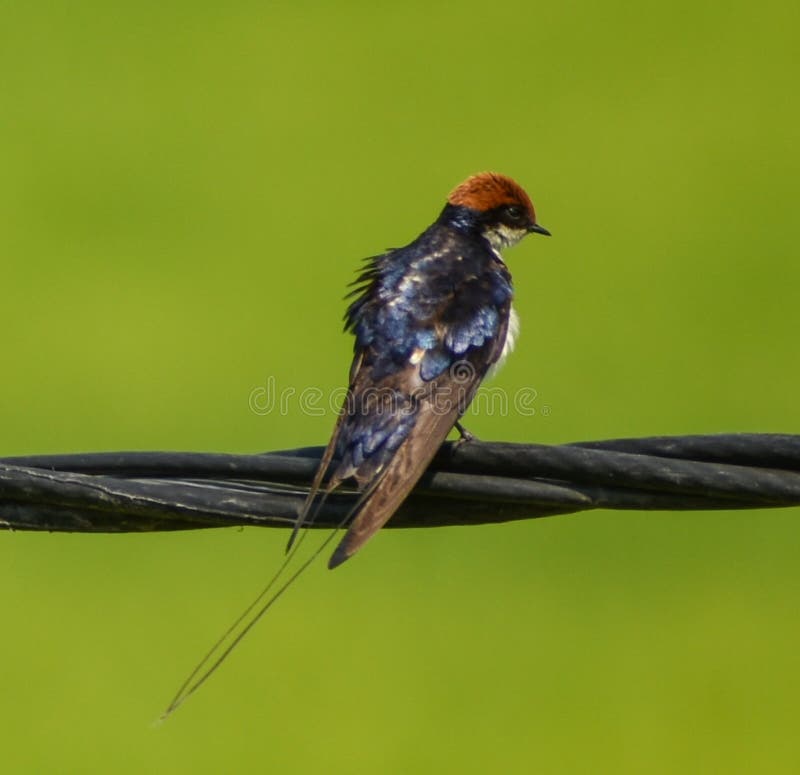 Barn Swallow or Hirundo Rustica Birds Sitting on a Wire. Stock Image ...