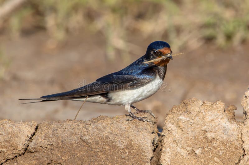 Barn Swallow stock photo. Image of native, avian, beauty - 21864880