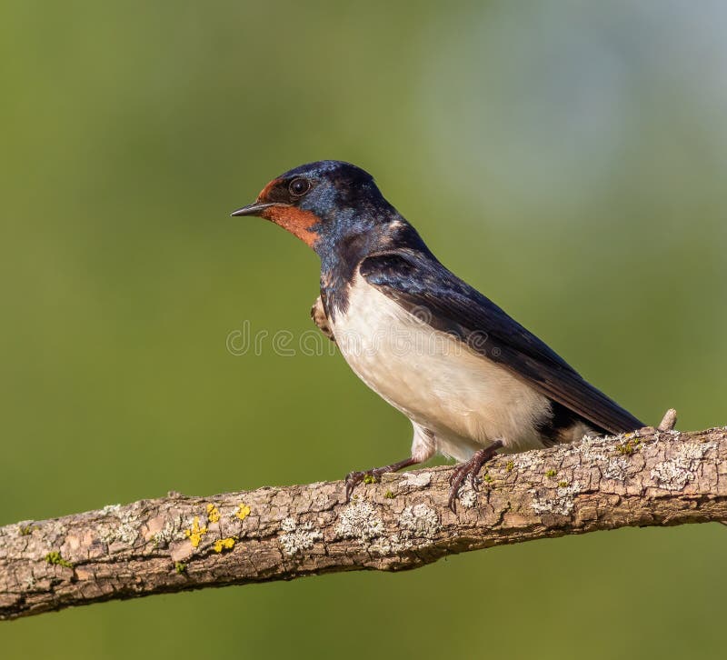 Barn Swallow, Hirundo Rustica. at Dawn, a Bird Sits on a Beautiful ...