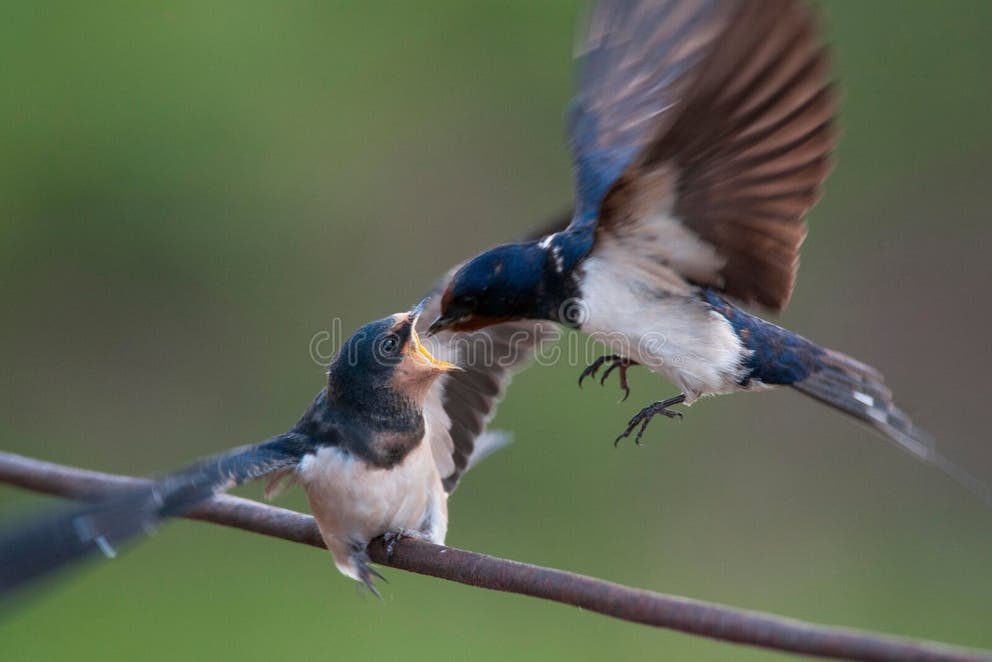 Barn Swallow Hirundo Rustica Feeding Her Nestling in Flight Stock Photo ...