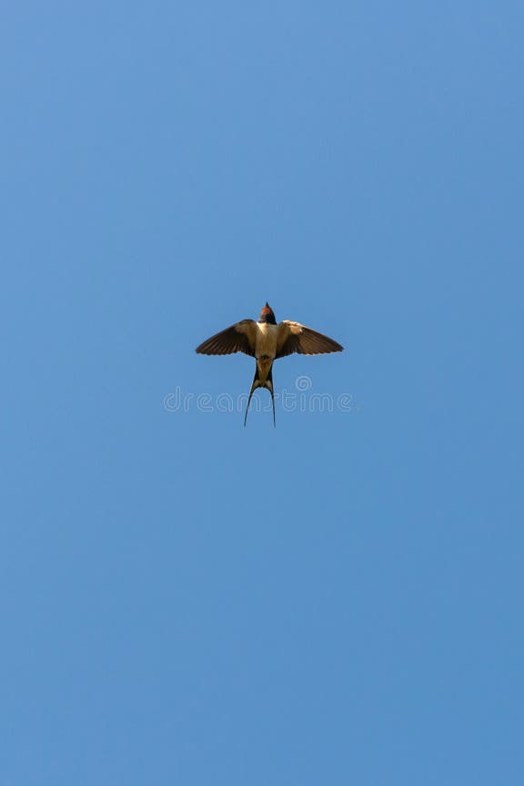 Barn Swallow Hirundo Rustica Fly Fast Stock Image - Image of ...